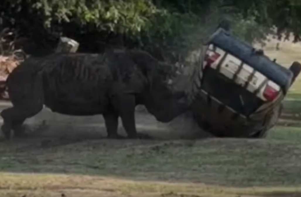 Shocking video shows rhino at German zoo flip over car with man trapped ...