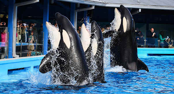 4 Things SeaWorld Should Do to Start Getting Back on Course - AOL