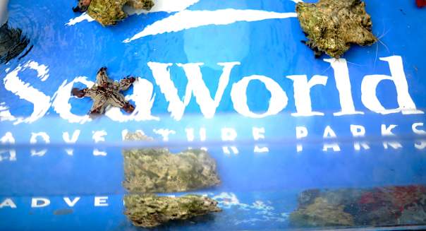 Market Minute: SeaWorld Stock Set to Dive; Apple Shares Defy Gravity