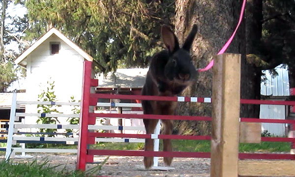 Best in Hop: The World of Rabbit Show Jumping - AOL