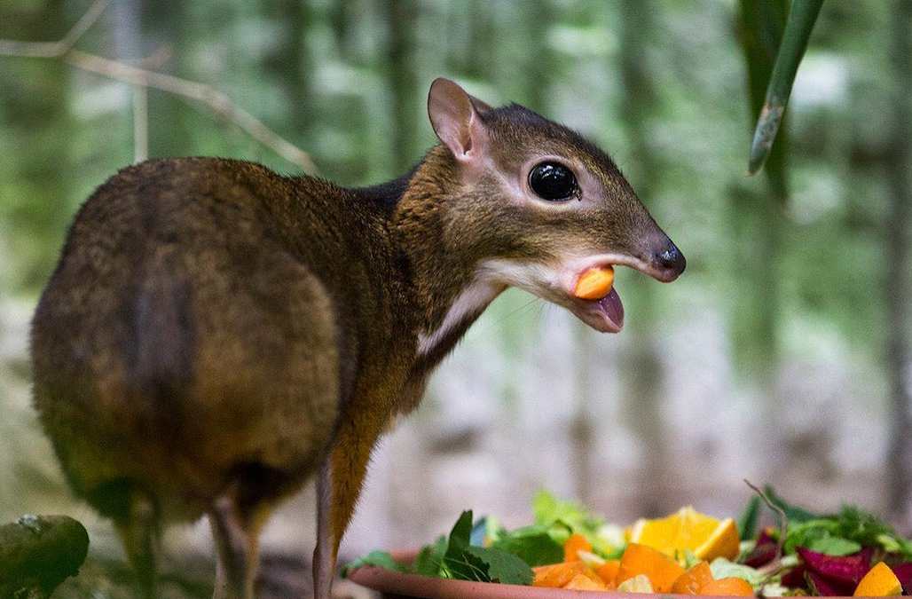 Rare deer-like species photographed for first time in wild