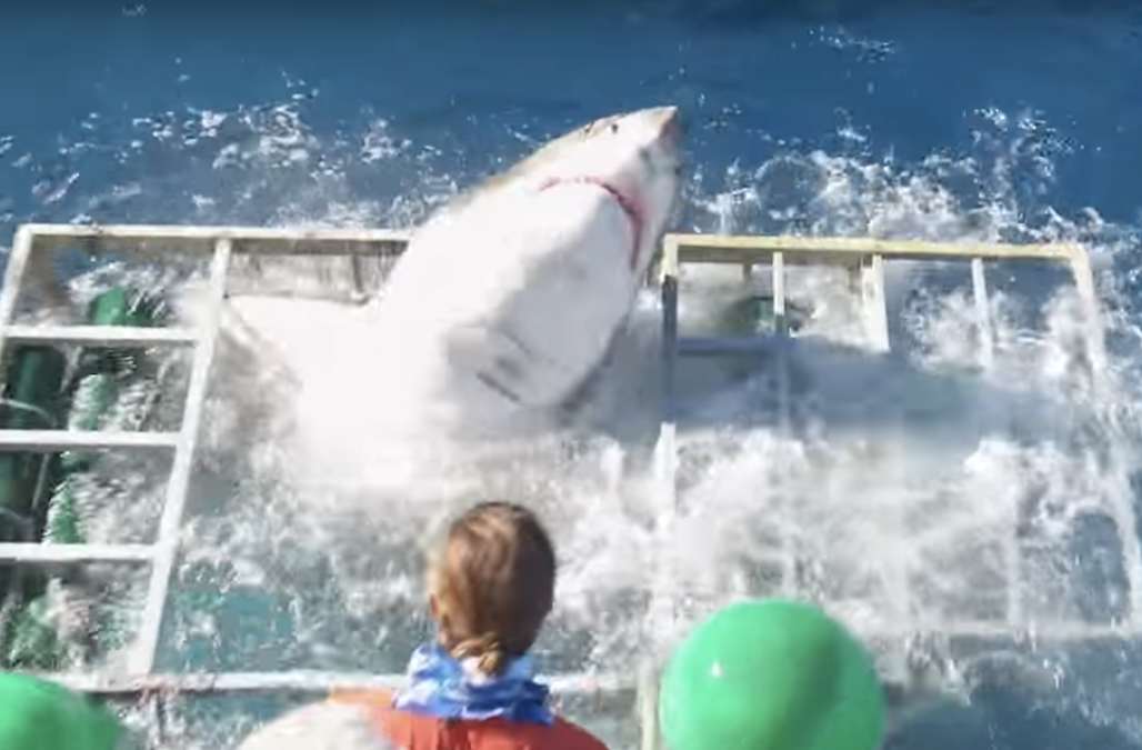 Terrifying video shows great white shark break into cage with diver ...
