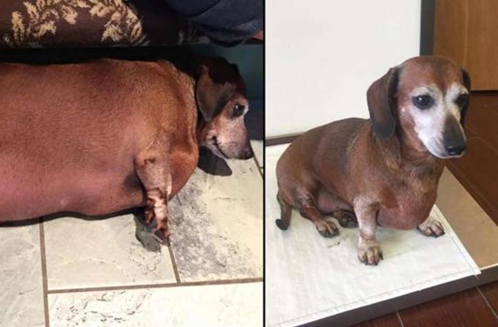 Morbidly plump Texas wiener dog loses weight and 'Fat Vincent' name