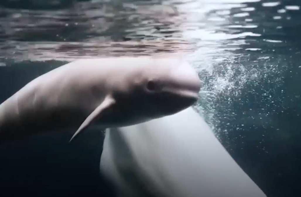 Georgia Aquarium welcomes adorable baby beluga whale