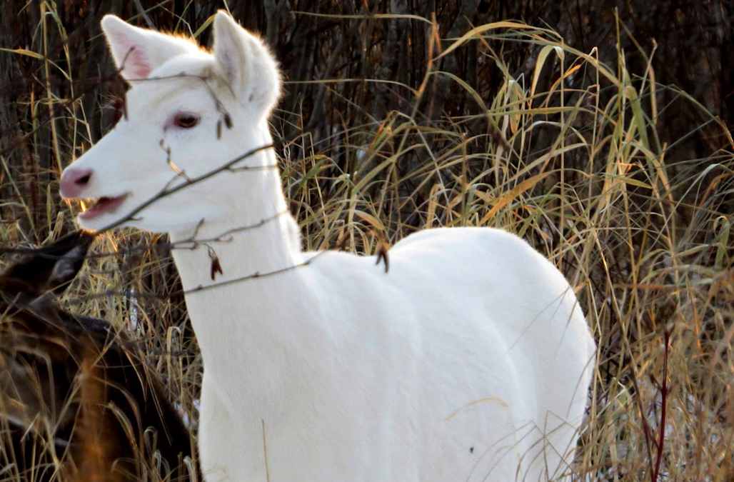 Rare white deer spotted in Minnesota park - AOL