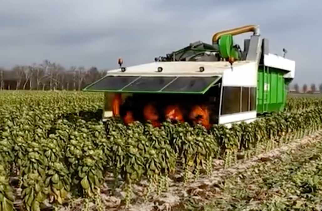 This machine is used to harvest hundreds of Brussels sprouts
