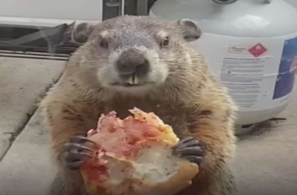 ‘Pizza Groundhog’ is the 2020 version of ‘Pizza Rat’ — and the internet ...