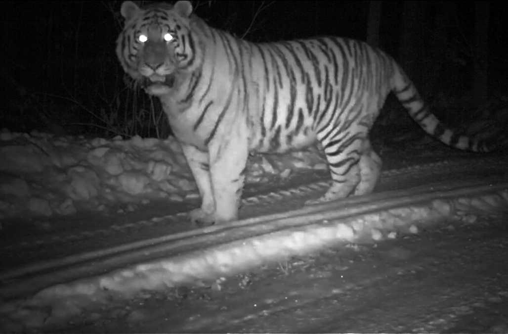 'Discovery': Researchers spot tigers in the wild for first time