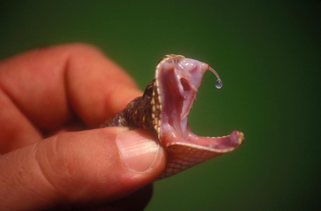 Poisonous snake bites man, man bites wife so they could die together