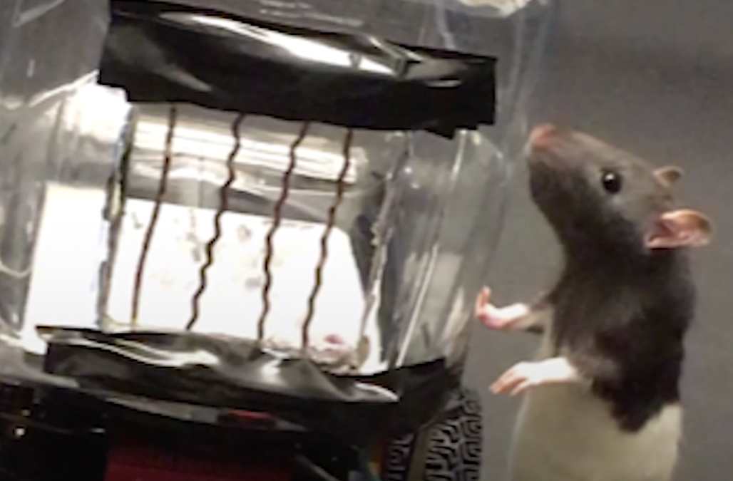 Scientists are teaching rats how to drive in tiny cars - AOL