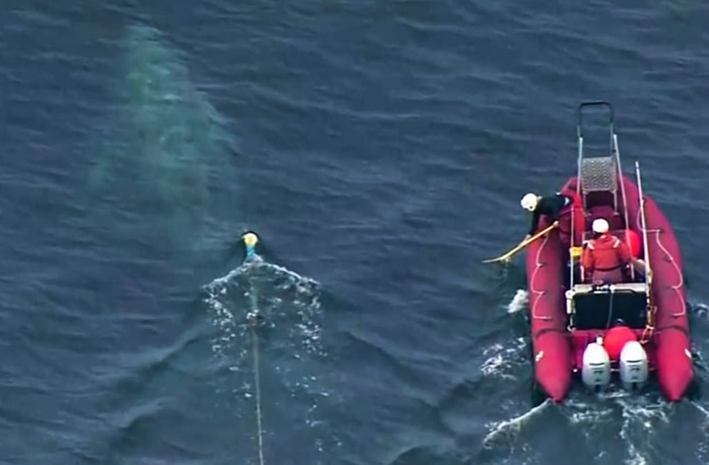 Rescue crew saves gray whale trapped in fishing net