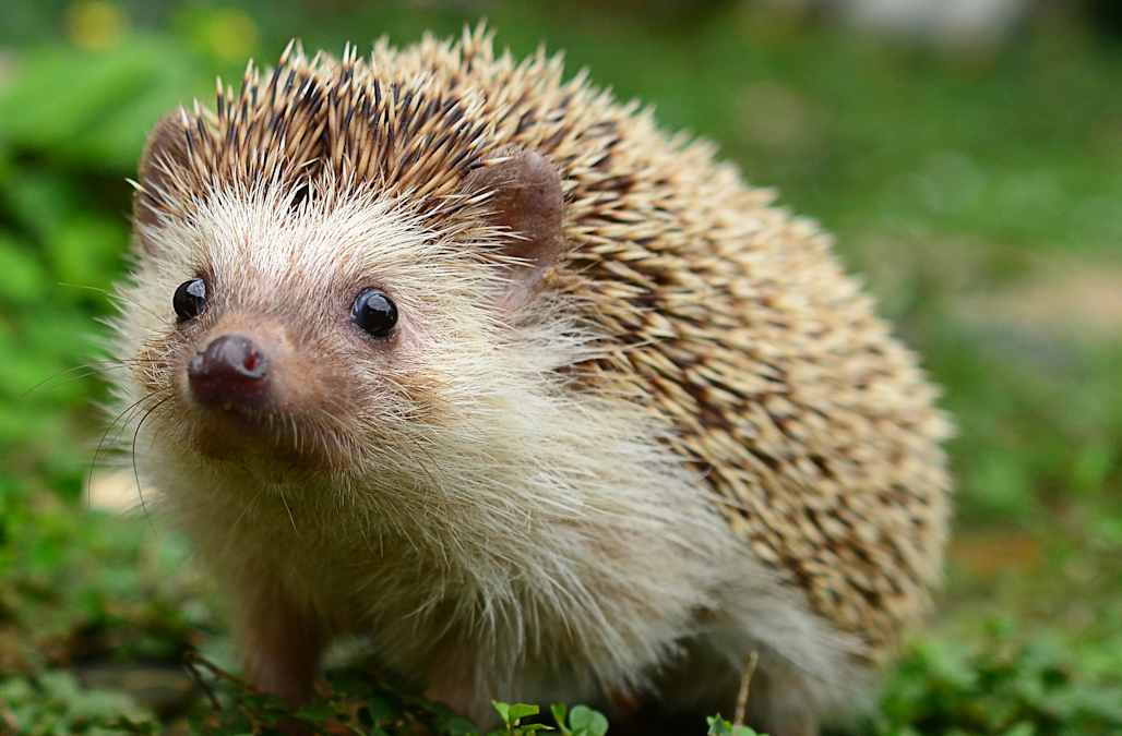 Hedgehog makes miraculous recovery after swelling up like a balloon - AOL