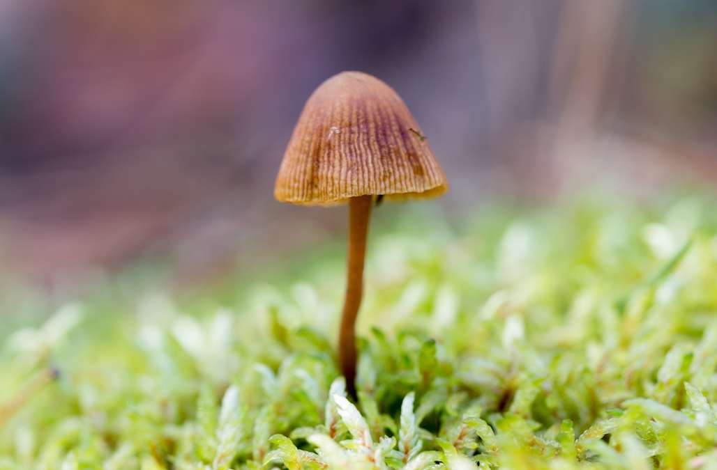 New study finds magic mushrooms to be the 'safest of all recreational ...