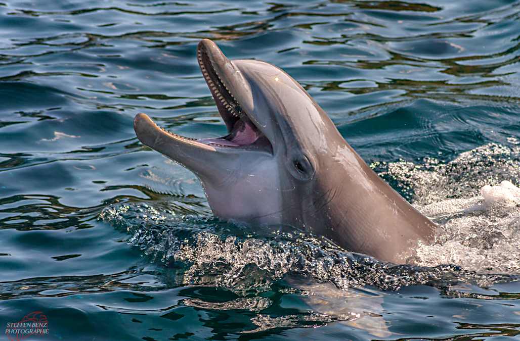 Distressed baby dolphin dies during performance: 'The animals are ...
