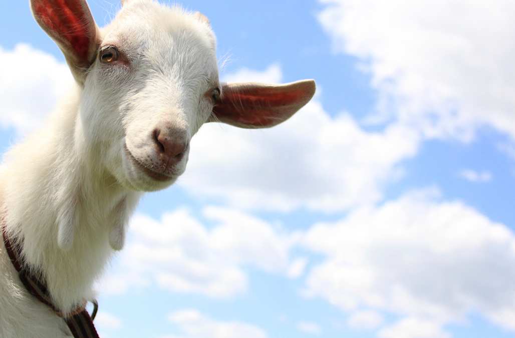 Disorderly head-butting goat in custody - AOL