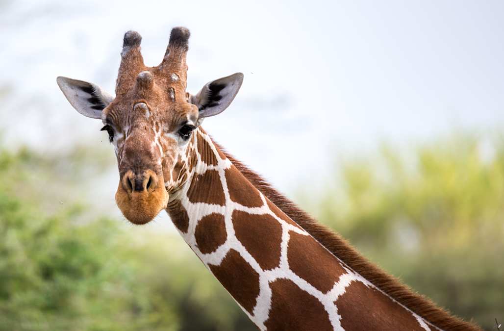 Groom posing for wedding pictures gets his hat snatched by giraffe - AOL