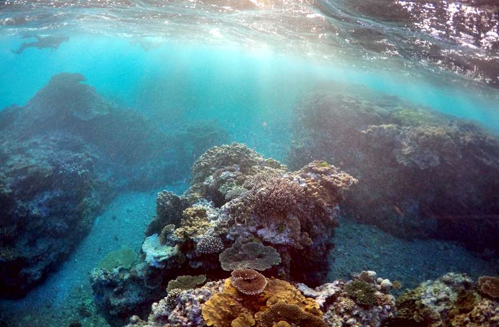 Dying coral reefs are killing fish by masking their predators - AOL