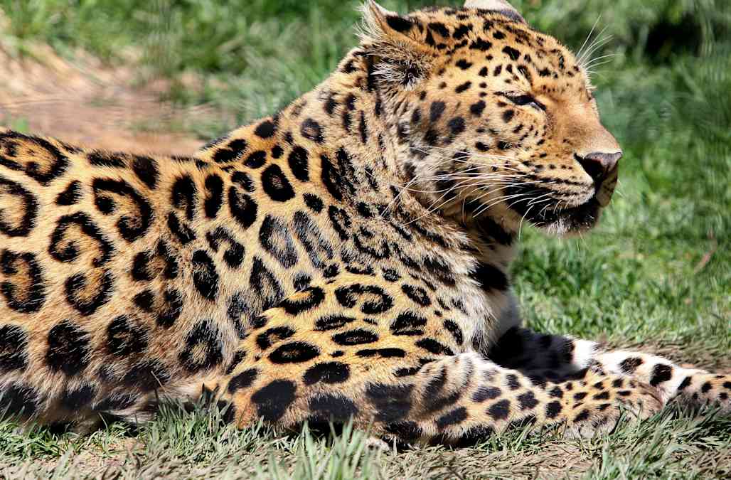 Rare leopard back from the brink