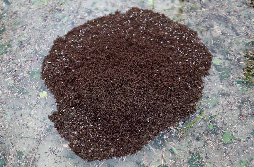 Footage shows massive colonies of fire ants floating in Hurricane ...