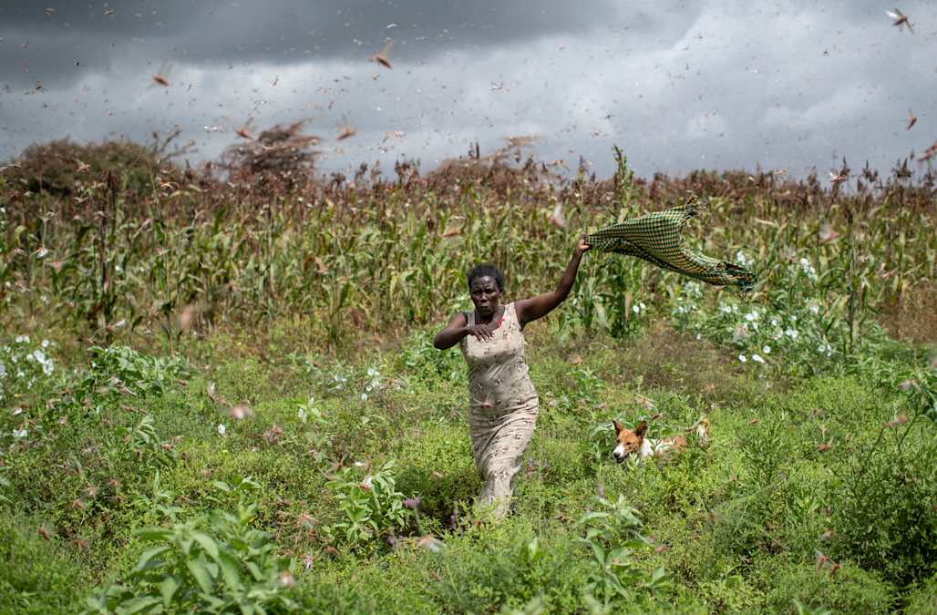 Millions of locusts are swarming all over East Africa