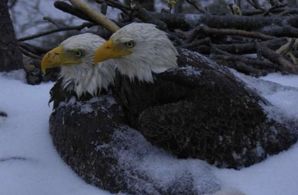 Viral images show bald eagle pair protecting eggs during winter storm - AOL