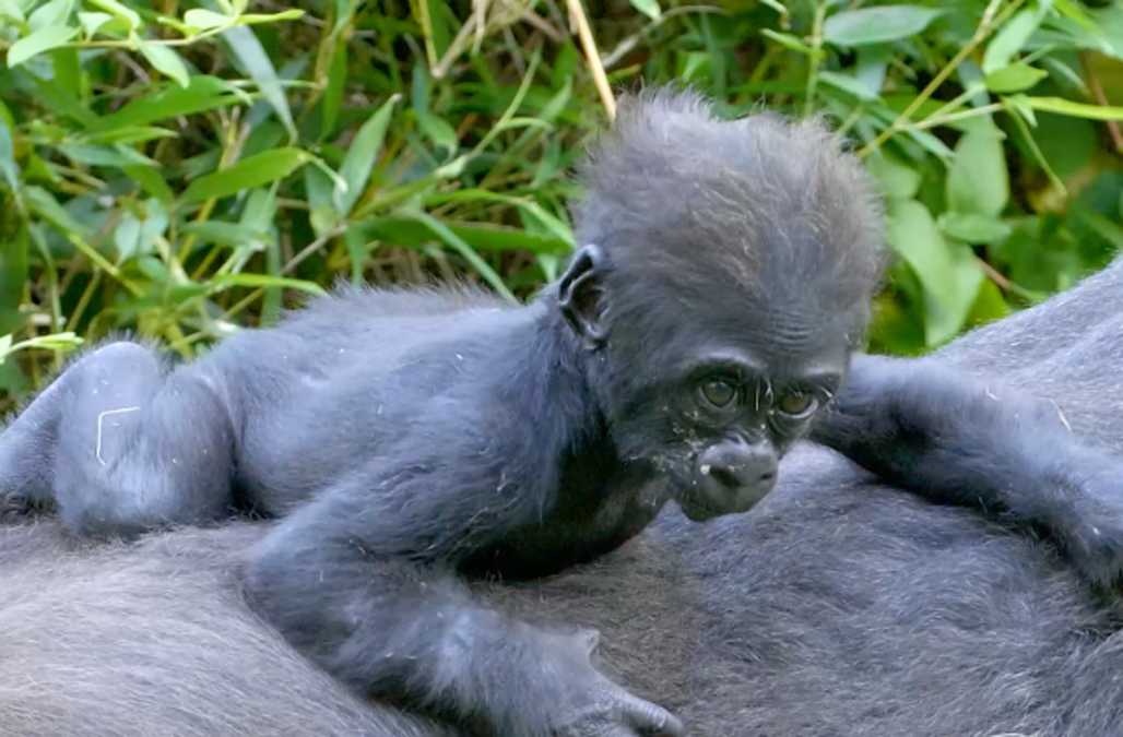 Zoo Babies: Dallas Zoo welcomes baby gorilla named Mbani