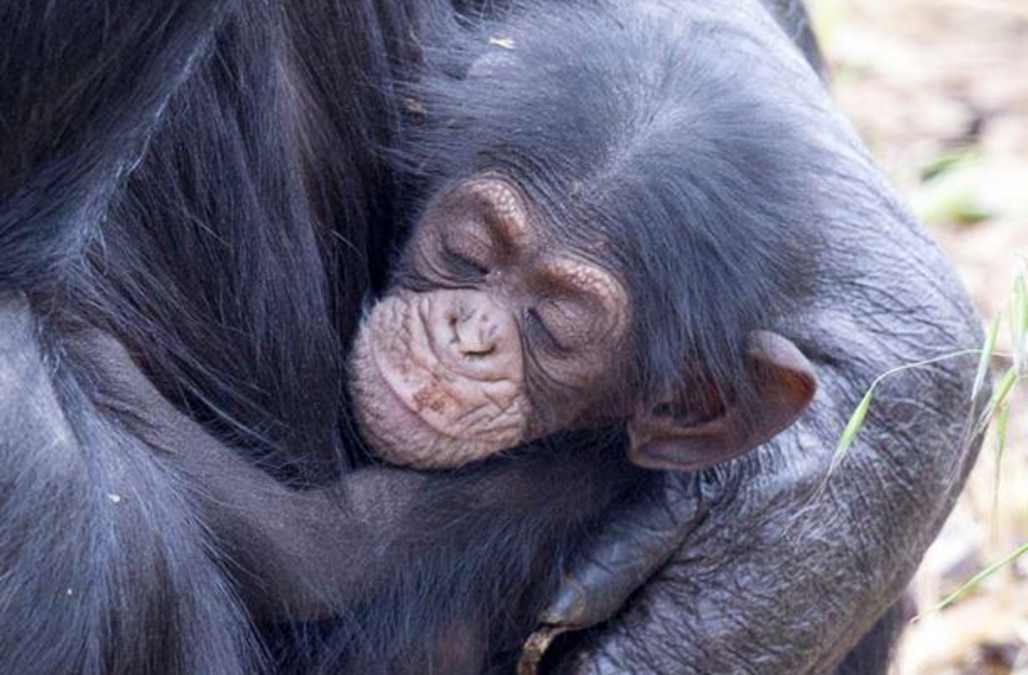 Pregnant female chimp adopts adorable baby orphan in 'unheard of' act ...