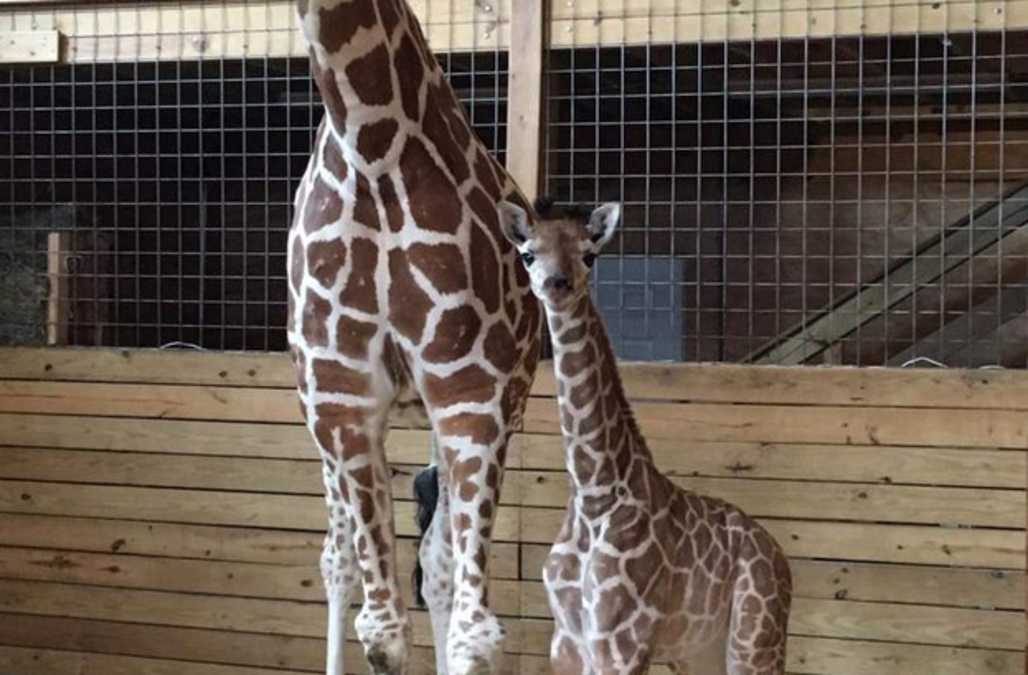 April the giraffe's baby's name revealed to be Tajiri - AOL