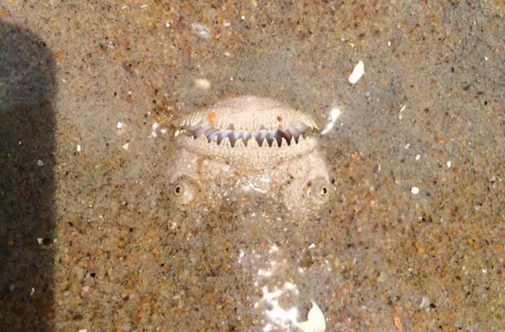 Nightmare fish pops up to scare the living daylight out of beachgoers - AOL
