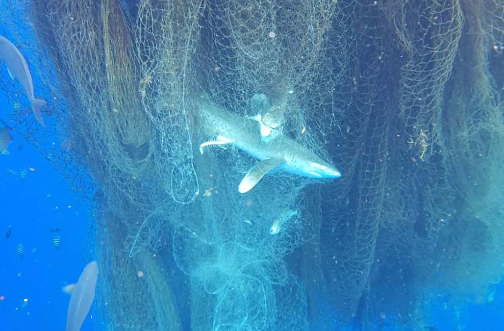 Hundreds of dead sharks found trapped in massive floating 'ghost net' - AOL