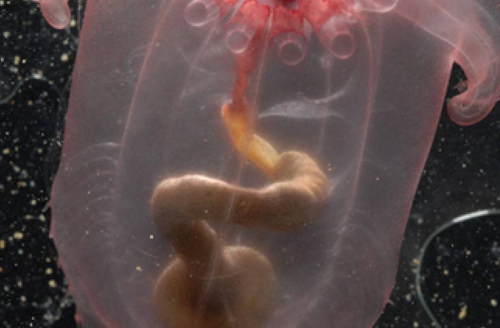 This 'Pink See-Through Fantasia' creature makes us appreciate opaque ...