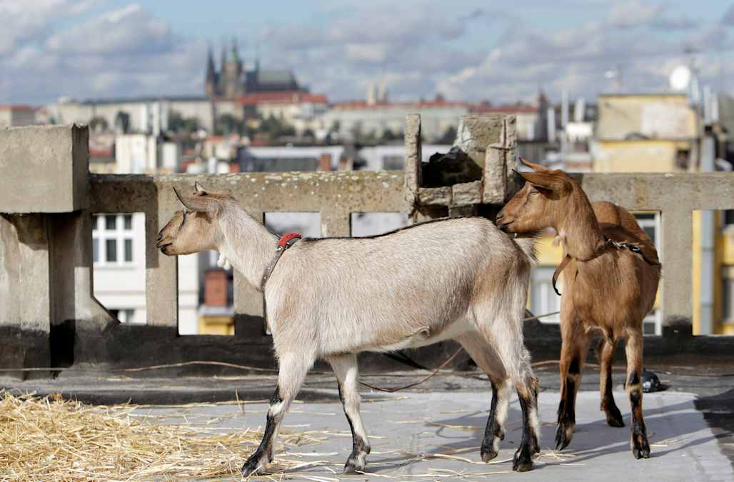 Goats guests of honor at Prague rooftop reception - AOL