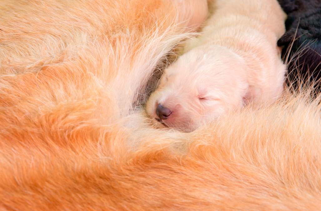 Golden Retriever gives birth to rare green puppy named Forest - AOL