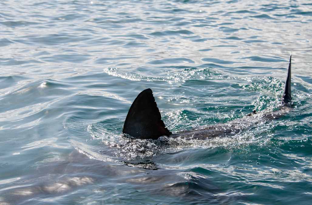 Two shark attacks reported off New York's Fire Island - AOL