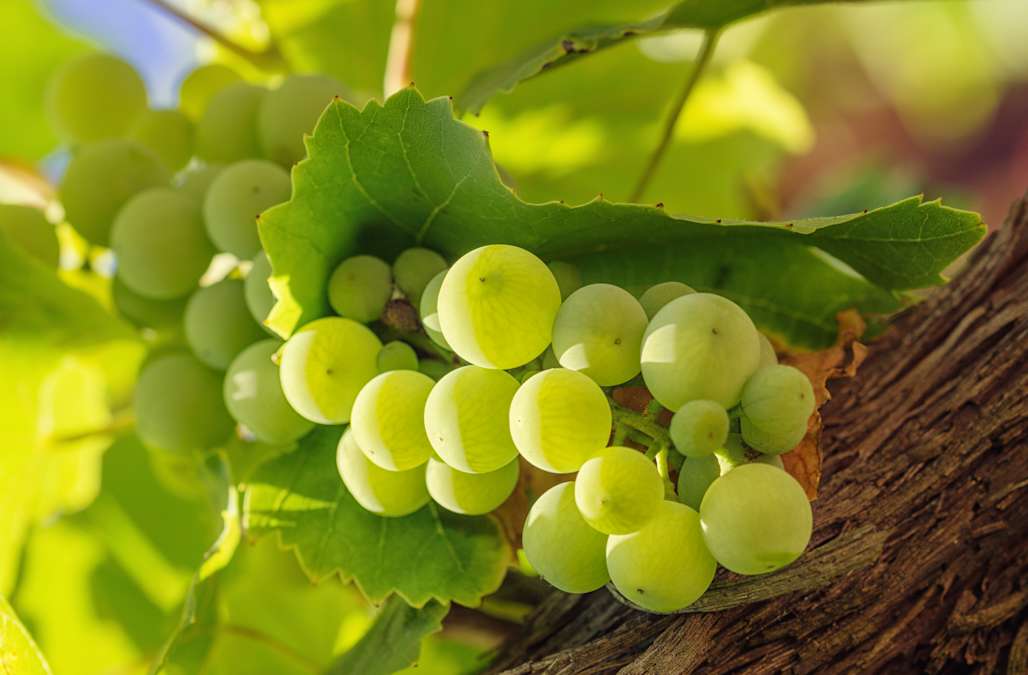 There's such a thing as Cotton Candy Grapes -- and they taste as good ...