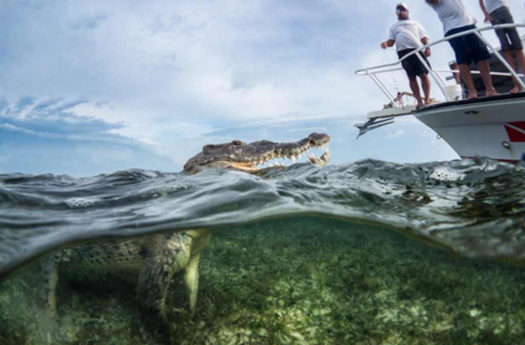 Photographer takes incredible snaps of crocodiles diving underwater in ...