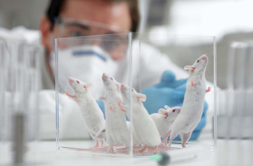 Researchers restore vision in blind mice, paving way for new glaucoma ...