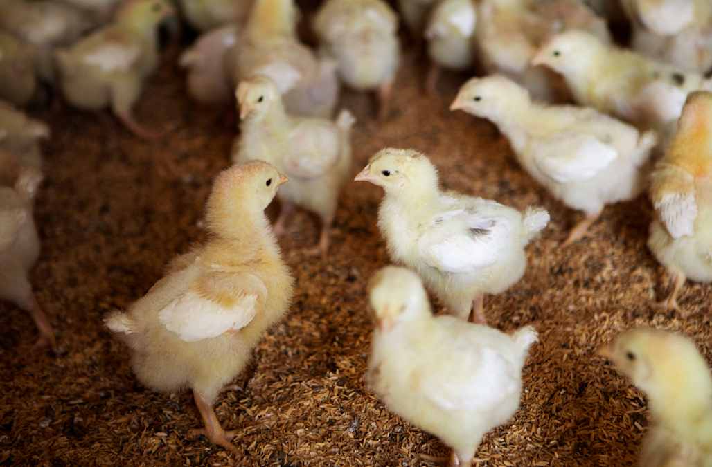 Egg producers pledge to stop grinding up male chicks after hatching