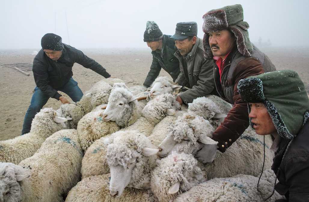 Sheep born with six feet in China - AOL