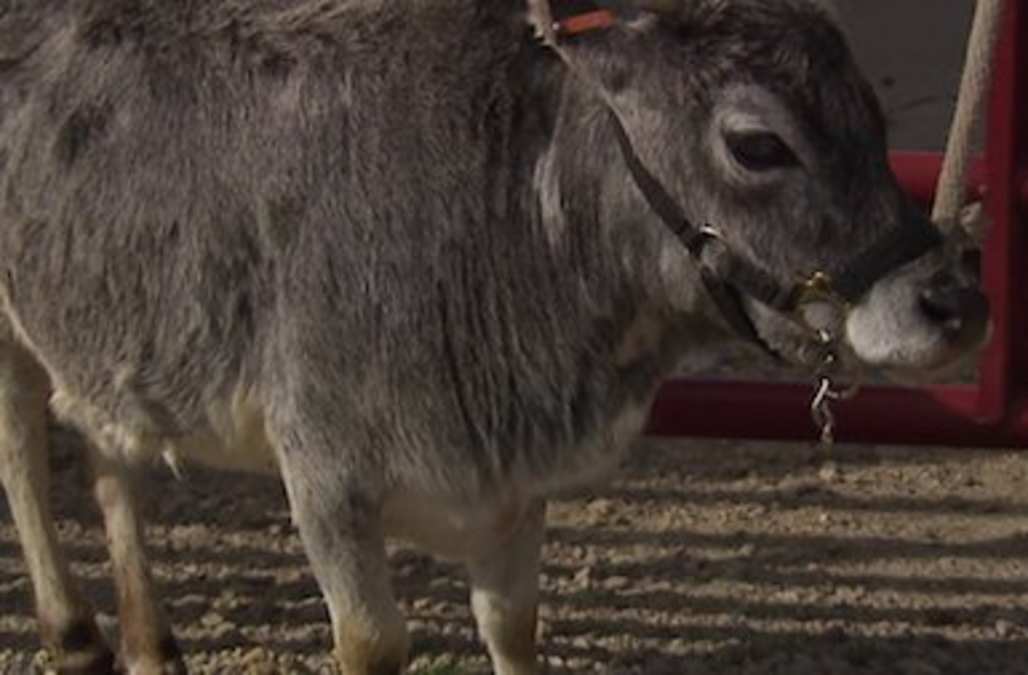 This tiny cow might be the smallest in the entire world