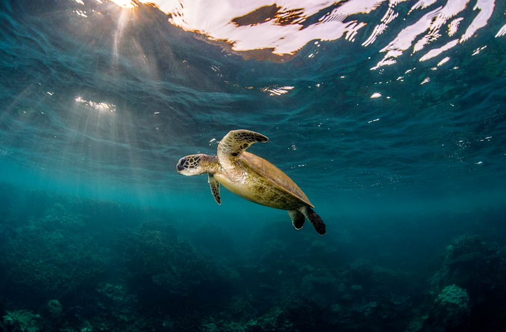 Eleanor the sea turtle swam through a tropical storm and survived