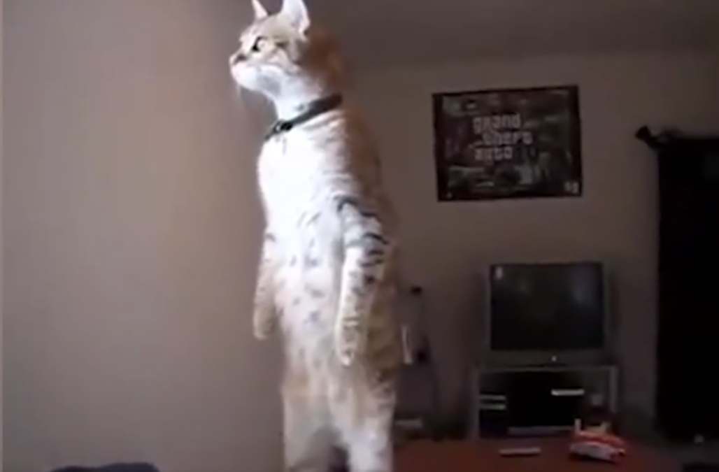 This cat standing on 2 legs is Garfield IRL
