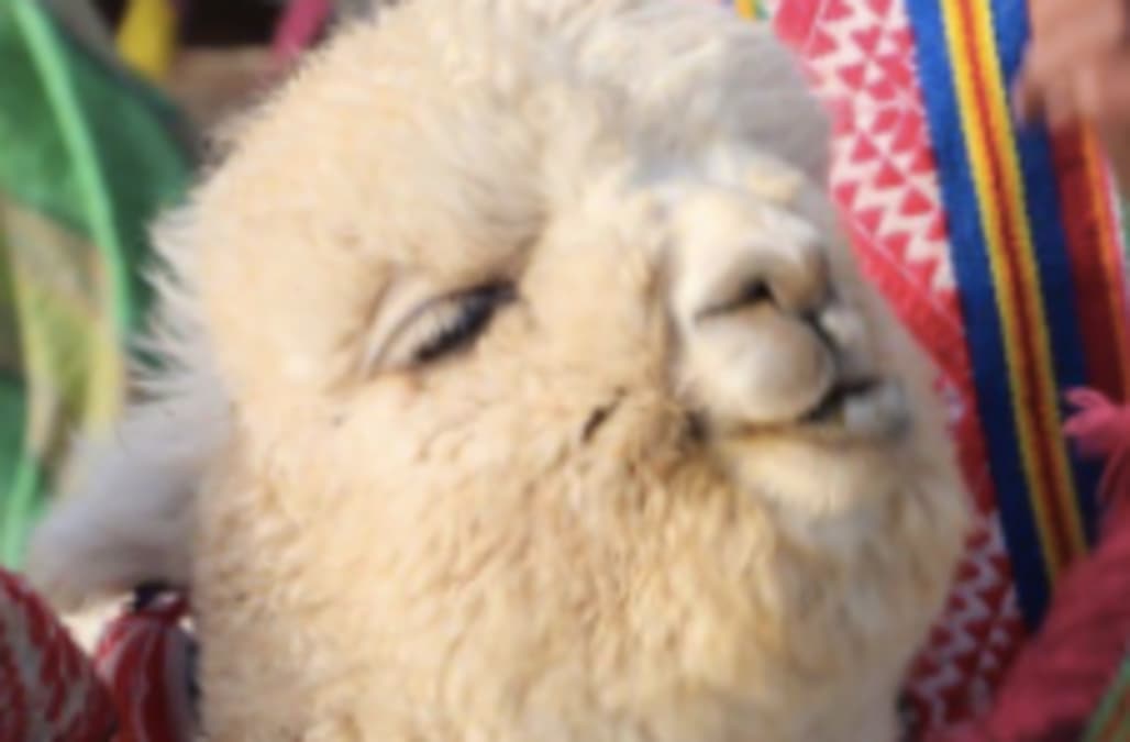 One dad just discovered alpacas and social media can't stop laughing - AOL