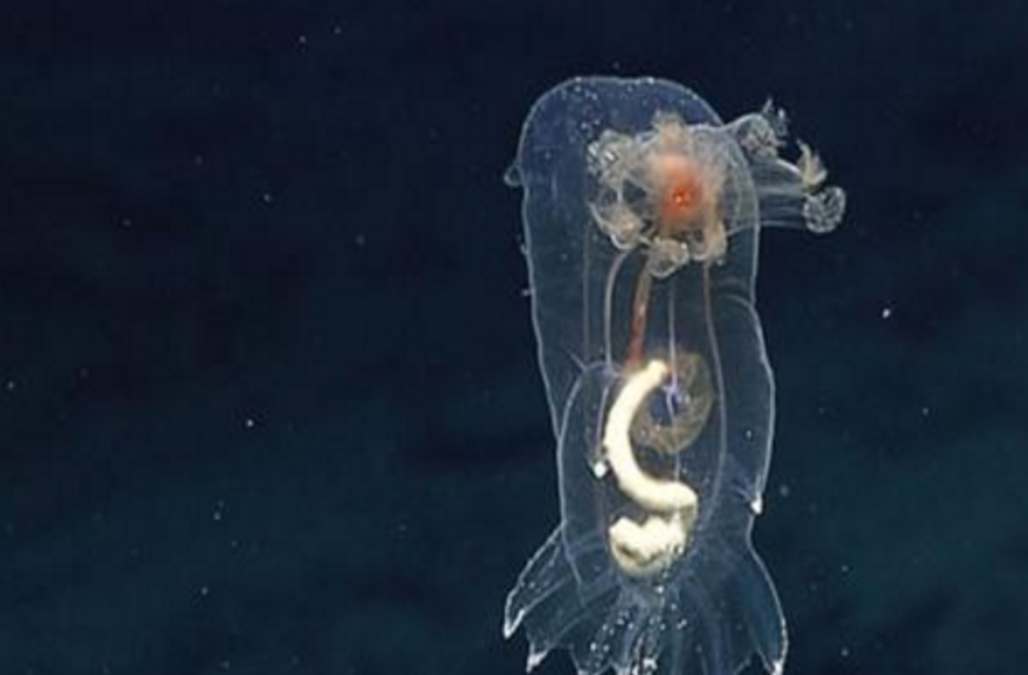 Video: Deep sea exploration crew finds bizarre creatures - AOL
