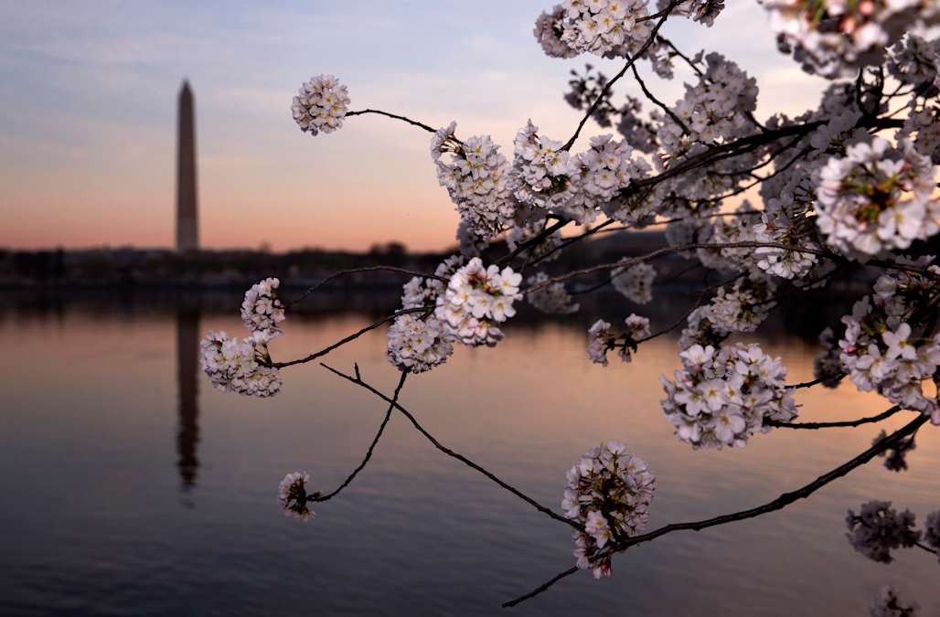 Washington D.C.'s cherry blossoms reach peak bloom - AOL