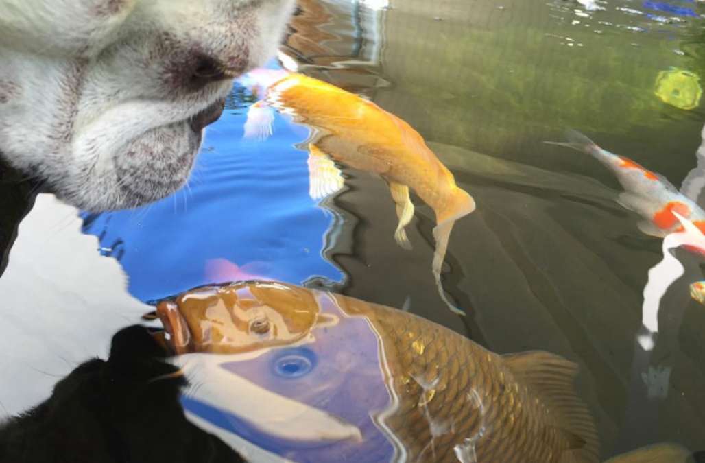 Bulldog and fish will not stop kissing - AOL