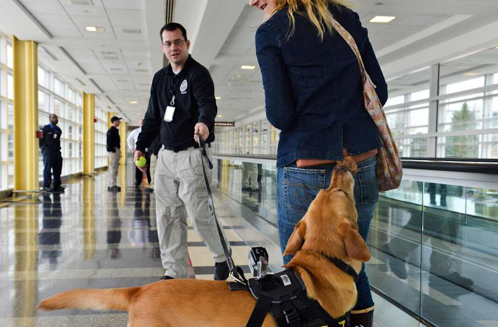 You can now adopt the TSA's retired bomb-sniffing dogs - AOL