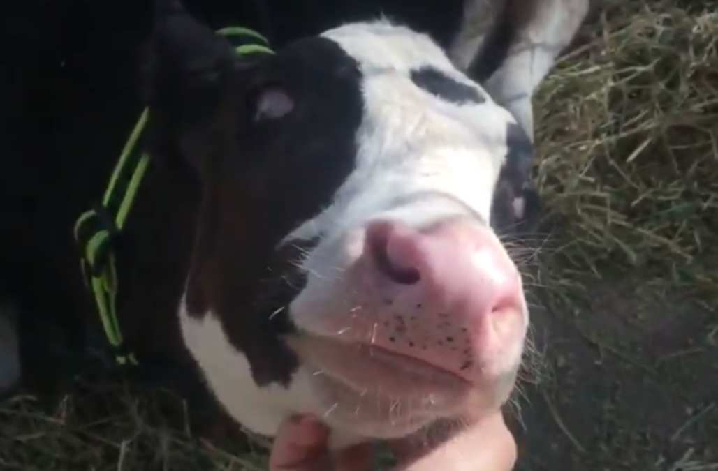 This very confused 'cow' dreams of being a dog - AOL