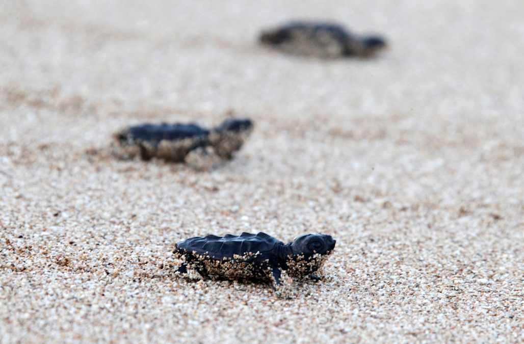 Peru releases artificially hatched baby turtles into wild - AOL