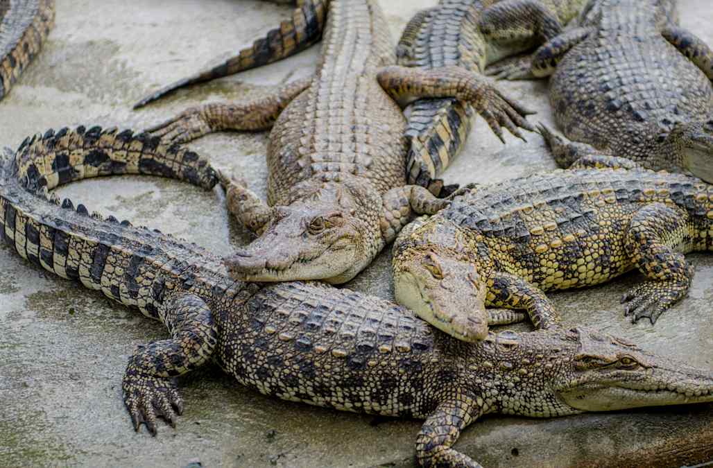 Parade of gators crossing road captured on camera